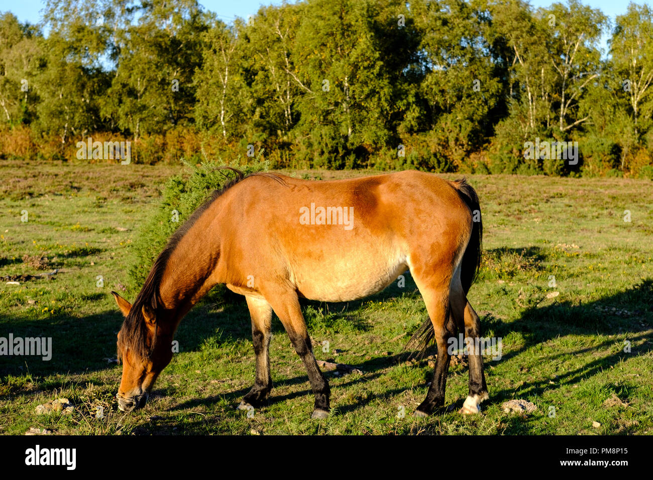 The New Forest pony is a recognised mountain and moorland , native pony ...