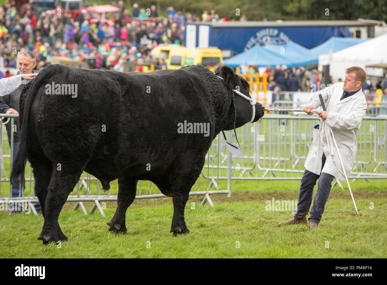 Aberdeen Angus cattle being displayed at the Westmorland County Show ...