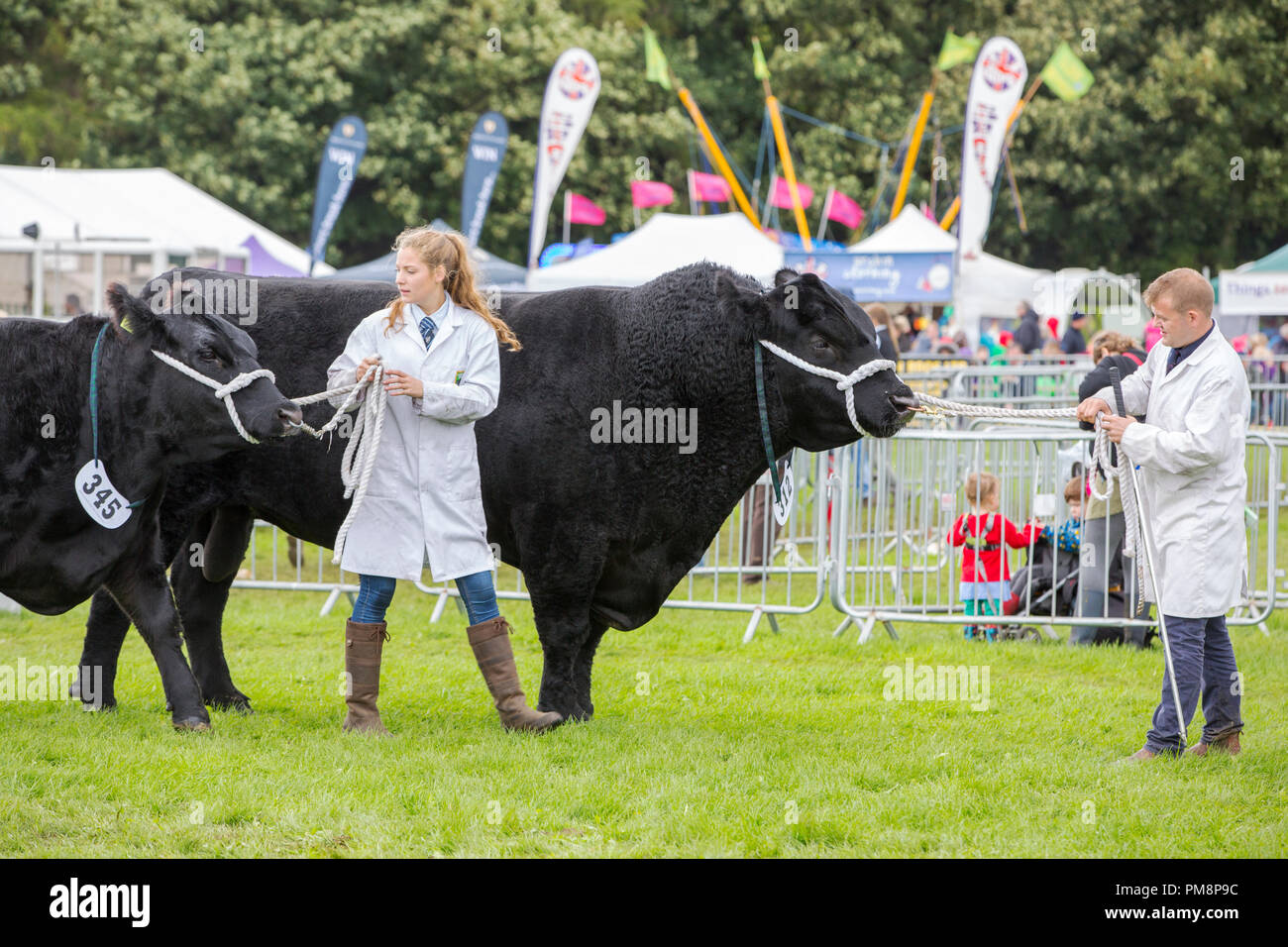 Aberdeen angus bull show hi-res stock photography and images - Alamy