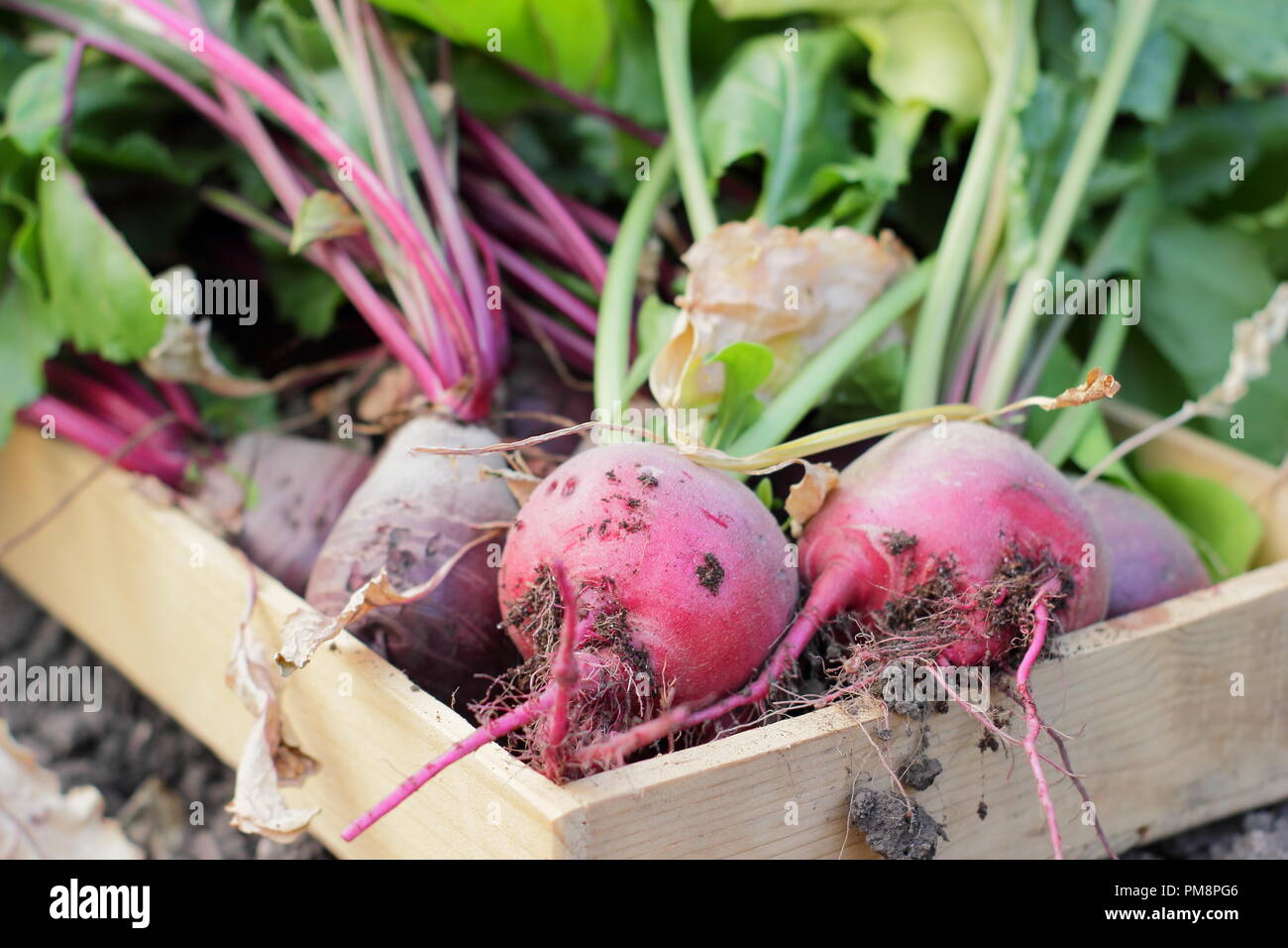 Beta vulgaris. Freshly harvested homegrown Boltardy and Chioggia ...