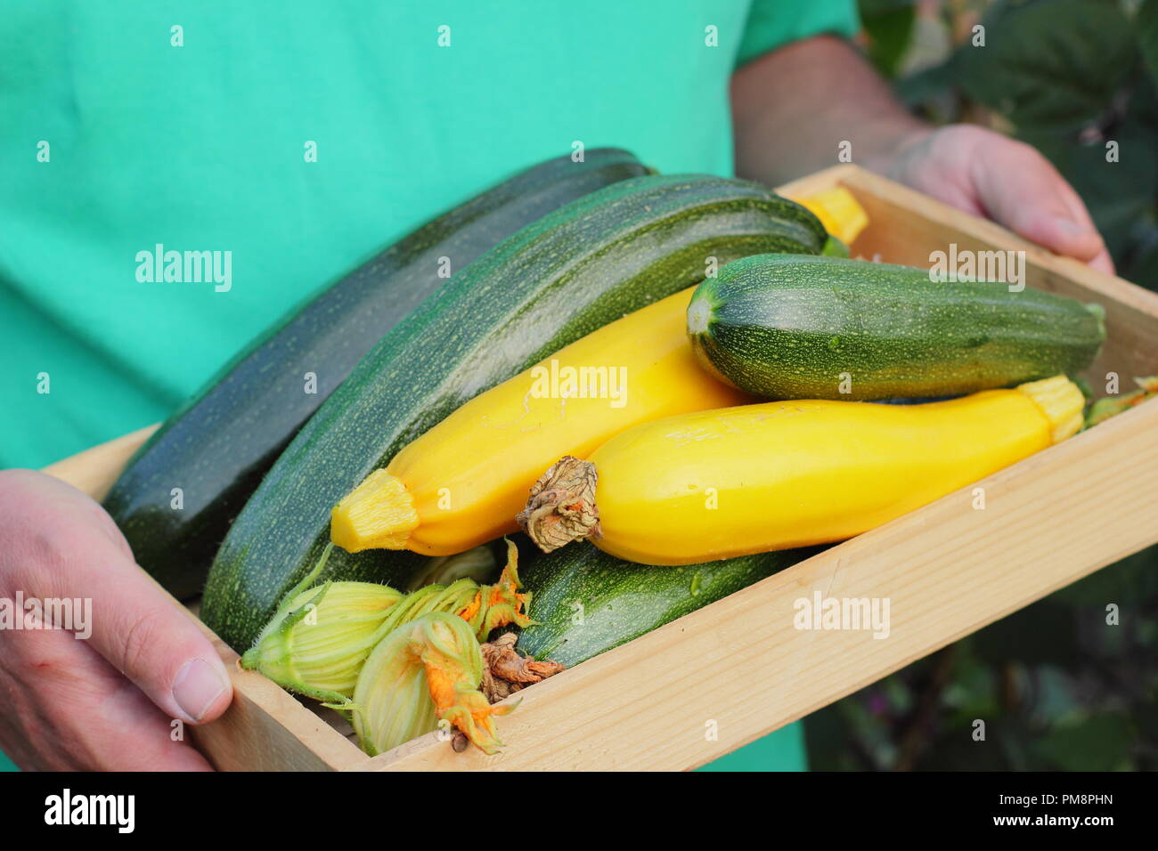 Courgette varieties hi-res stock photography and images - Alamy
