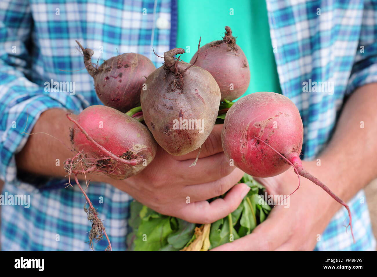 Beta vulgaris. Man holding freshly harvested organic beetroot Boltardy ...