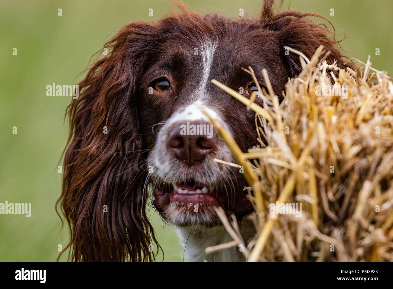 Springer spaniel playing hide and seek Stock Photo - Alamy