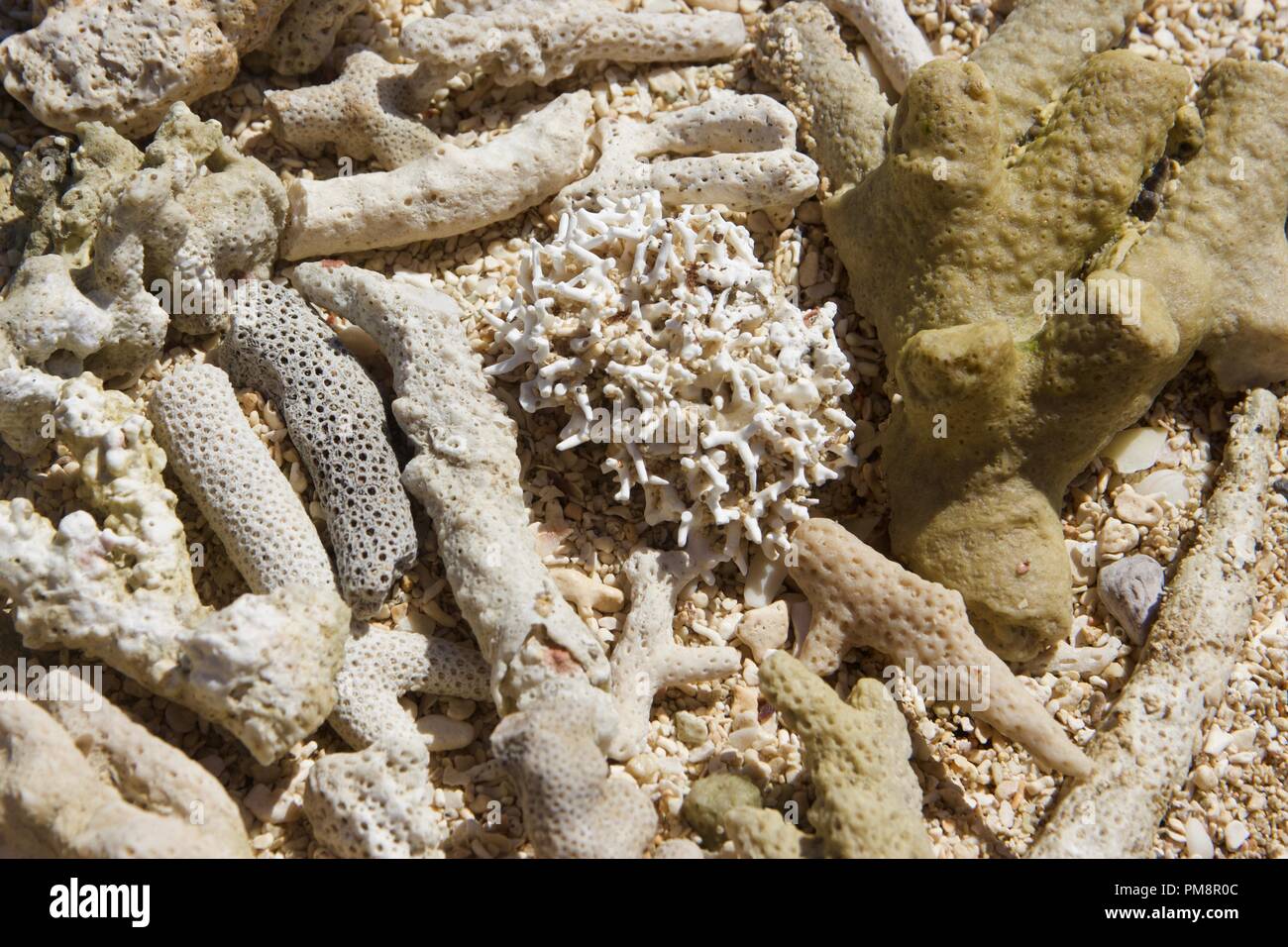 Dead coral hi-res stock photography and images - Alamy