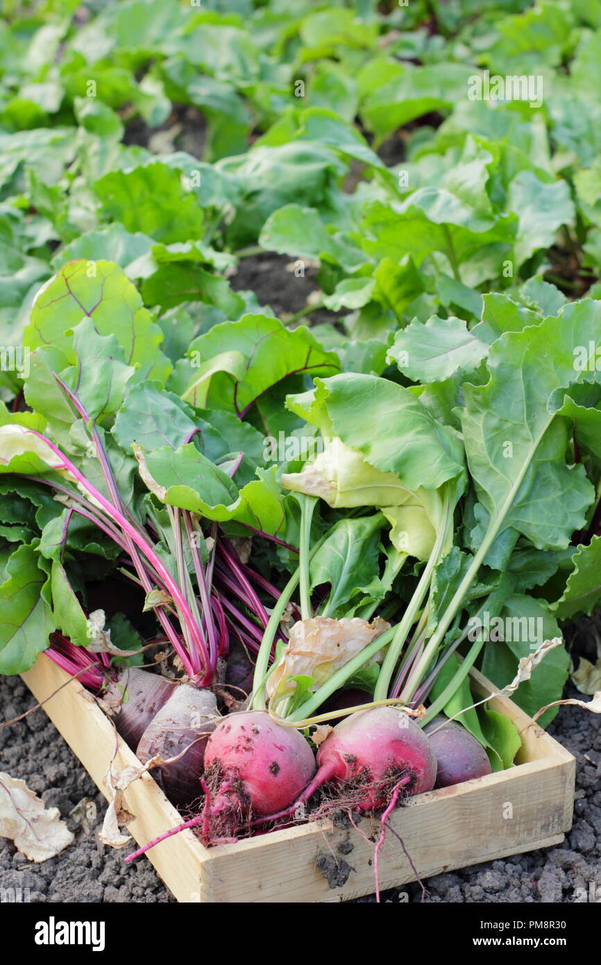 Collecting beetroot hi-res stock photography and images - Alamy