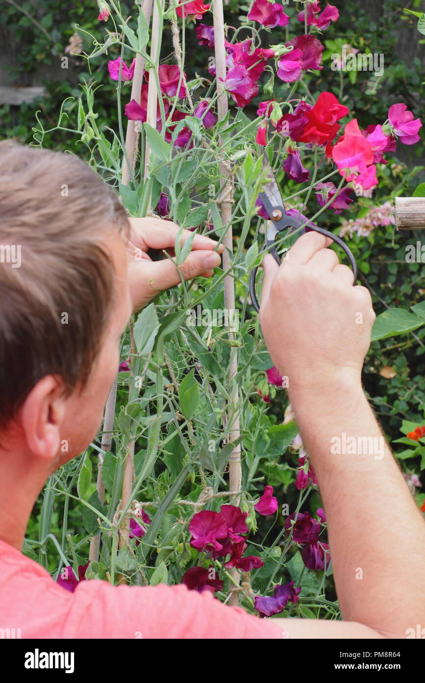 Pea man hi-res stock photography and images - Alamy