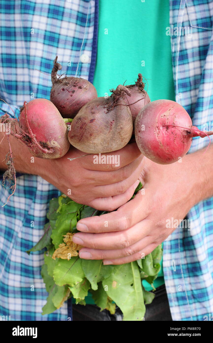 Beetroot Varieties High Resolution Stock Photography and Images - Alamy