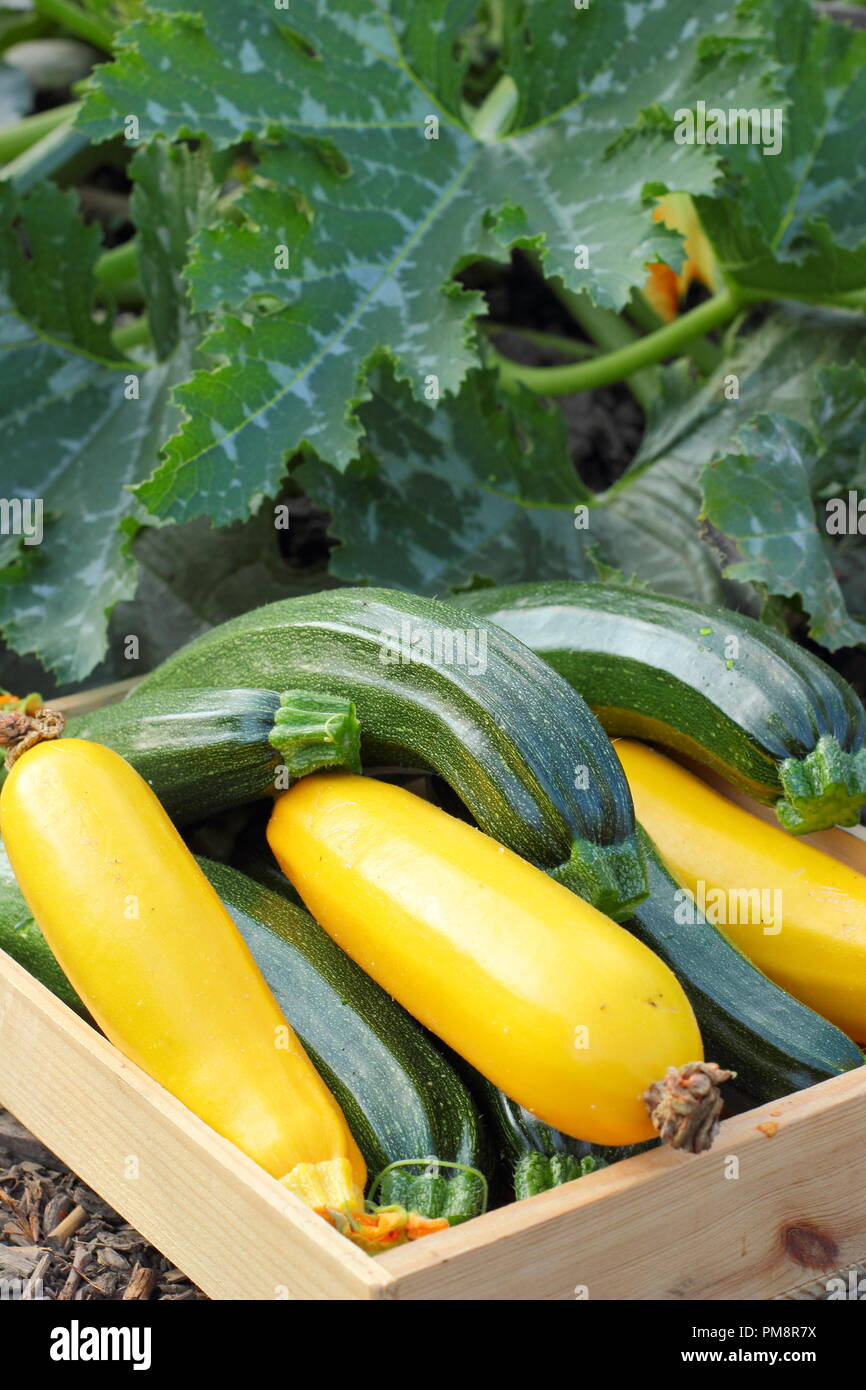 Courgette varieties hi-res stock photography and images - Alamy