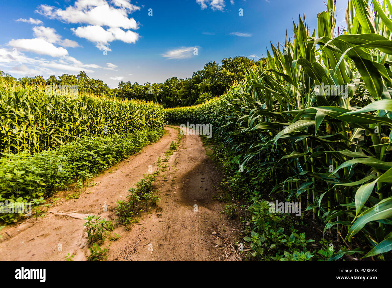 Corn Field Simsbury, Connecticut, USA Stock Photo - Alamy