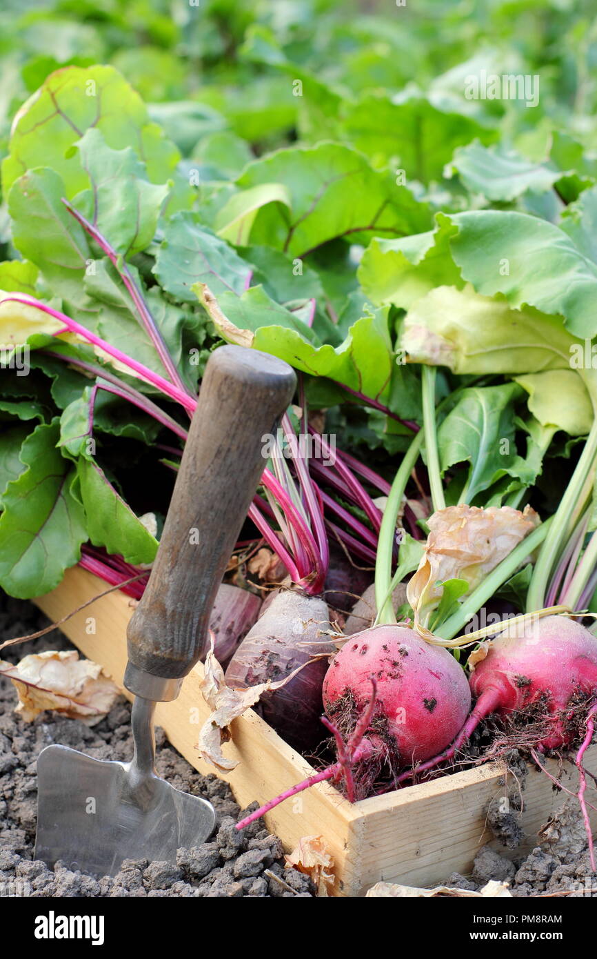 Lifting beetroot hi-res stock photography and images - Alamy