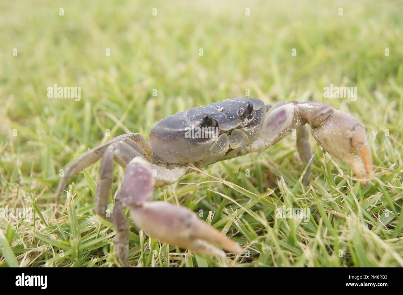 Cardisma guanhumi Small Caribbean blue land crab escaping from the ...