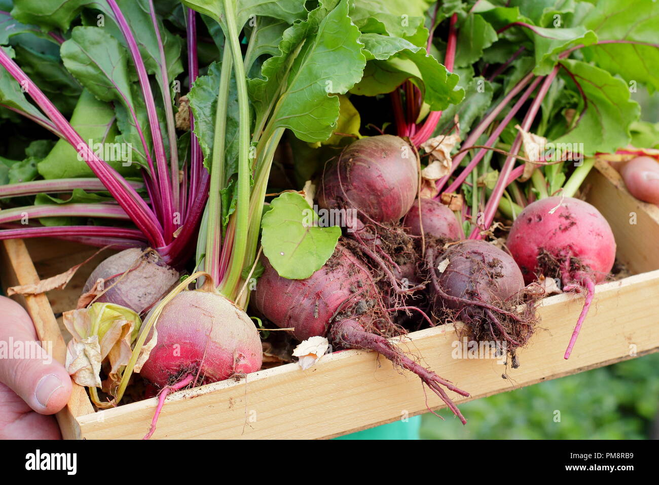 Beetroots wooden tray hi-res stock photography and images - Alamy