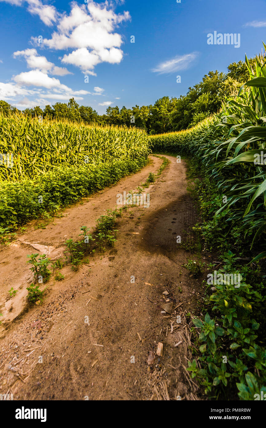 Corn Field Simsbury, Connecticut, USA Stock Photo - Alamy