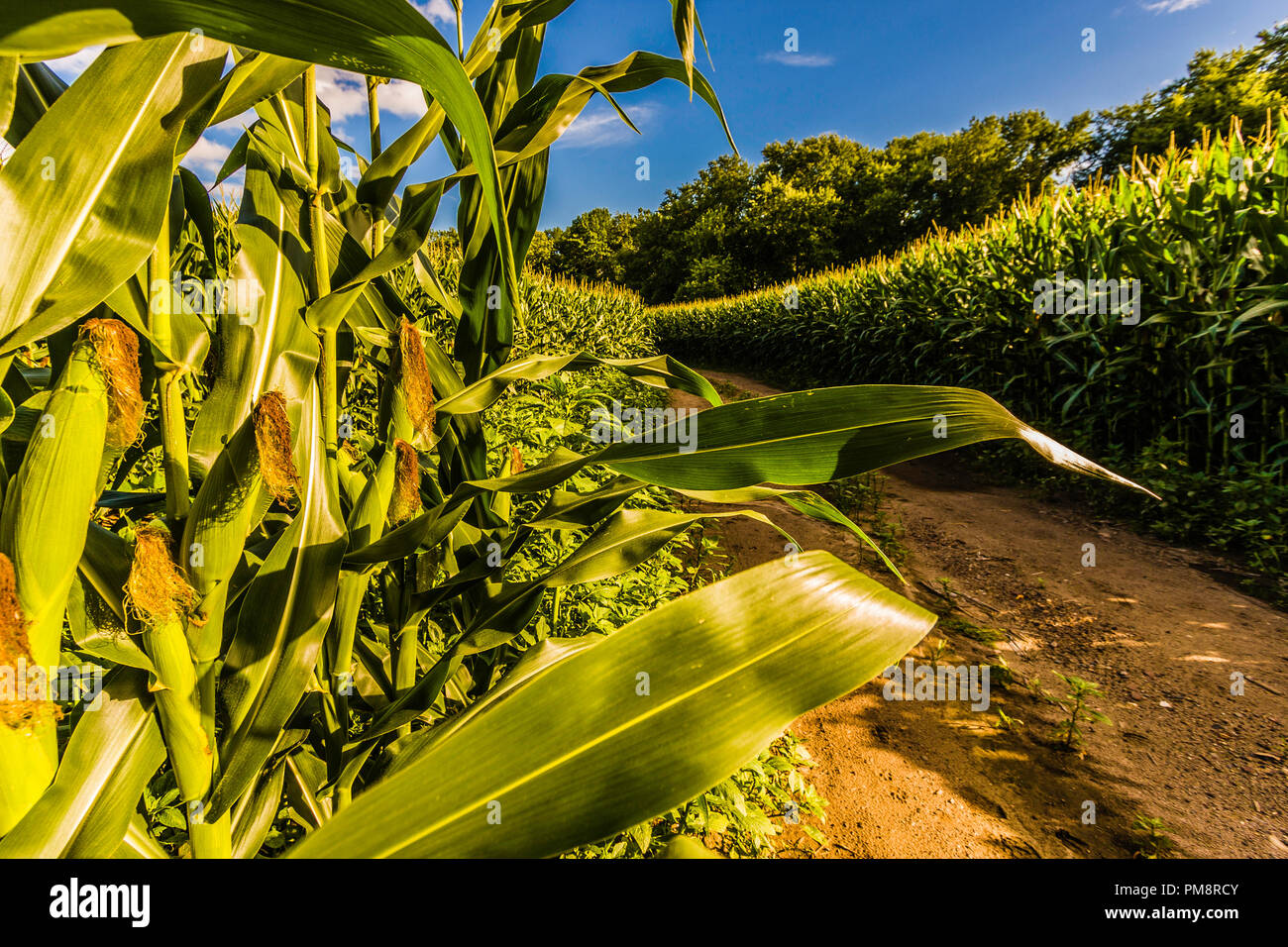 Corn Field Simsbury, Connecticut, USA Stock Photo - Alamy