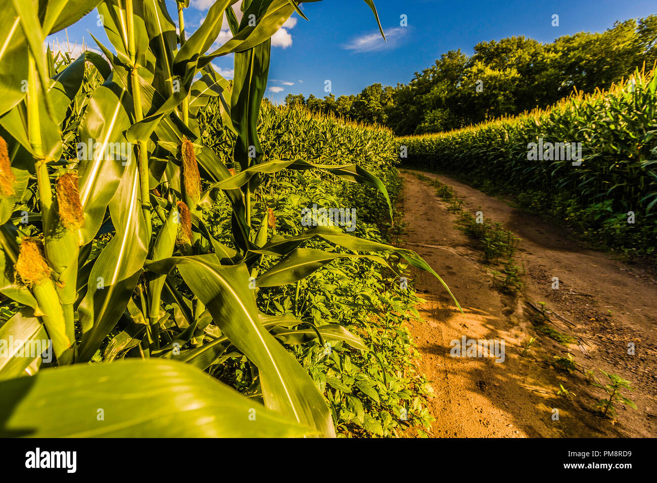 Corn Field Simsbury, Connecticut, USA Stock Photo - Alamy