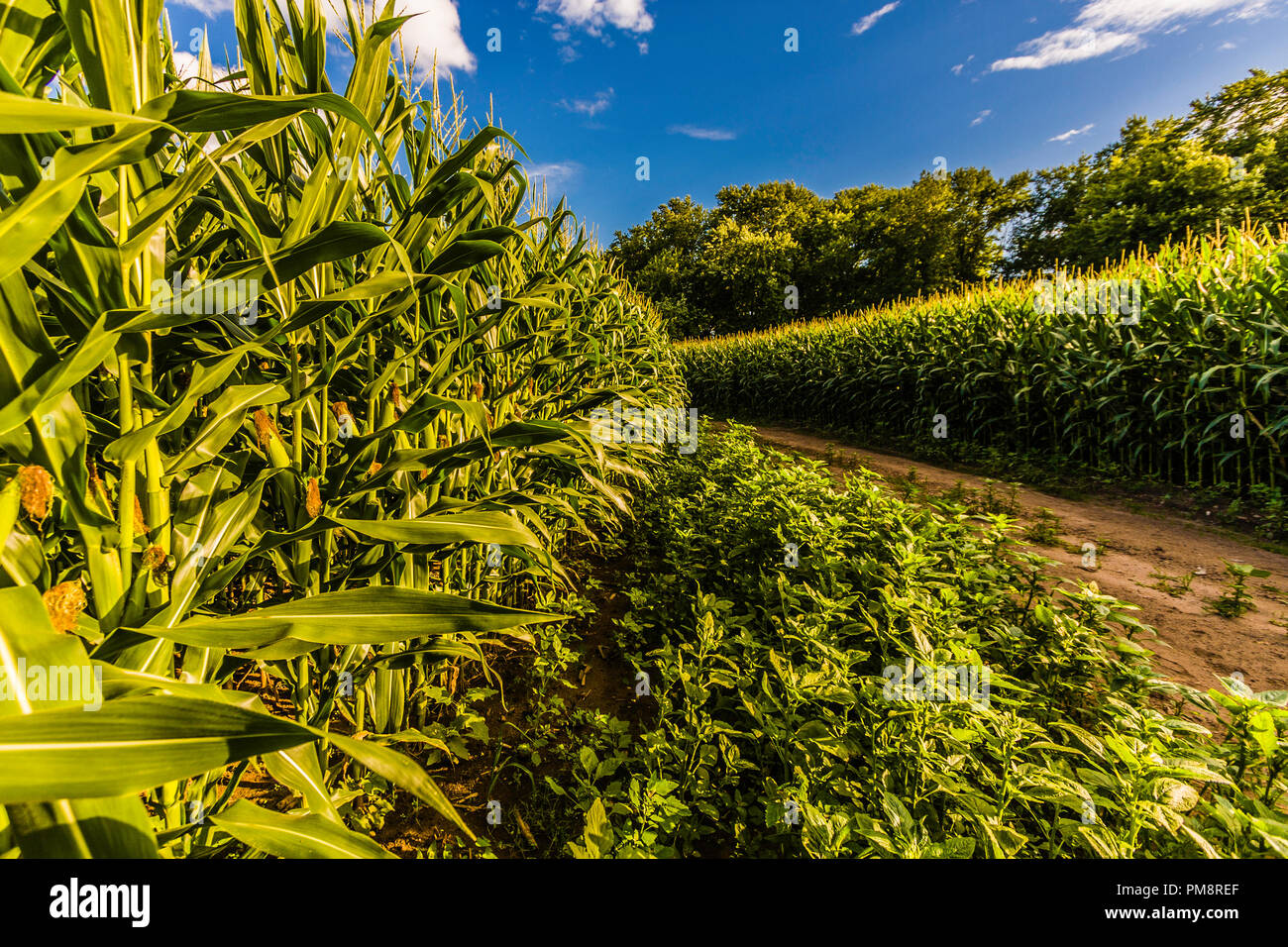 Corn Field Simsbury, Connecticut, USA Stock Photo - Alamy