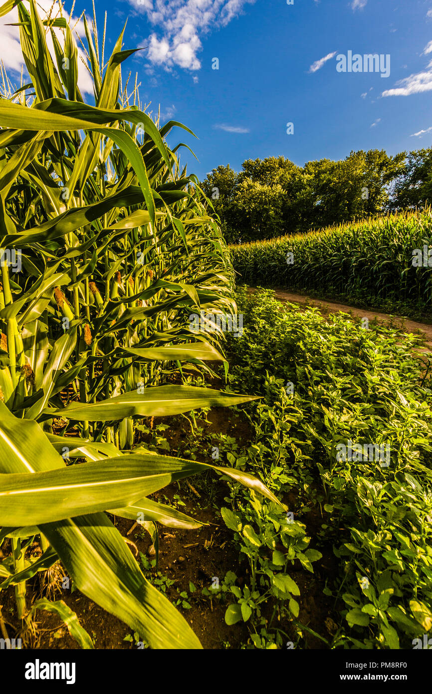 Corn Field Simsbury, Connecticut, USA Stock Photo - Alamy