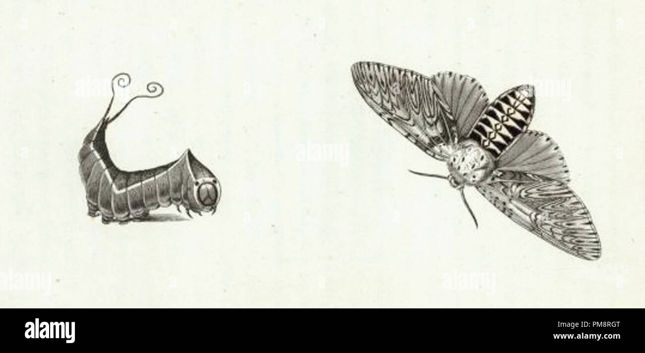 Cicada Illustration Stock Photos & Cicada Illustration Stock Images - Alamy