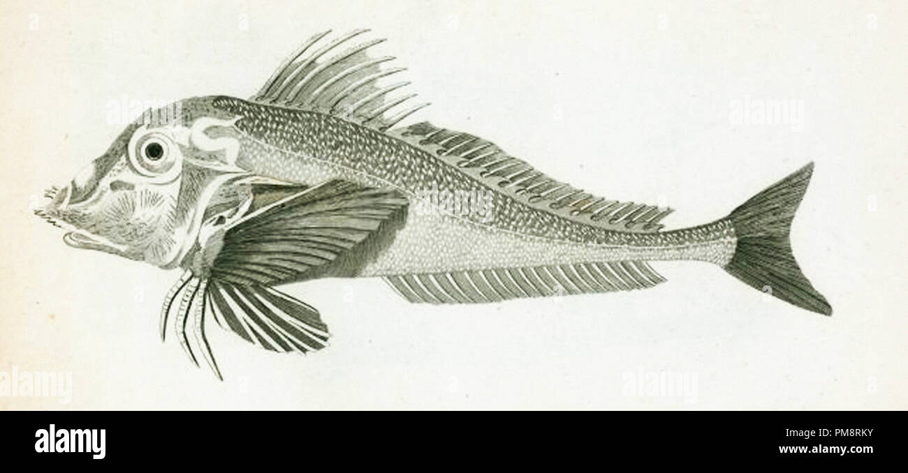 Food Illustration Vintage Seafood High Resolution Stock Photography and ...