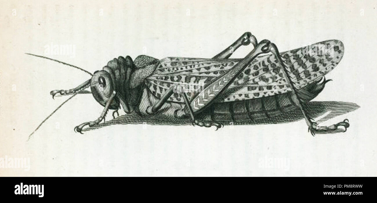 Cicada Illustration Stock Photos & Cicada Illustration Stock Images - Alamy