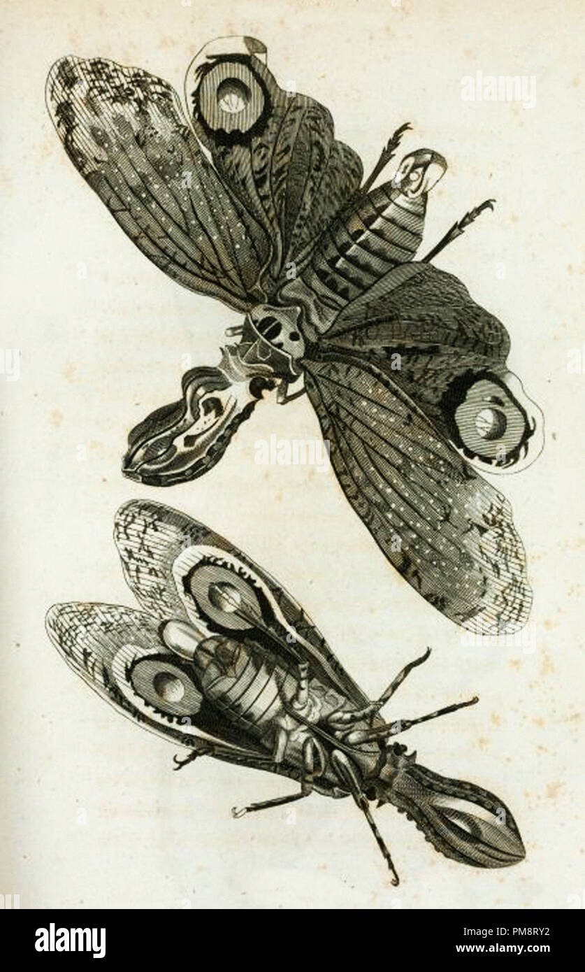 Cicada Illustration Stock Photos & Cicada Illustration Stock Images - Alamy