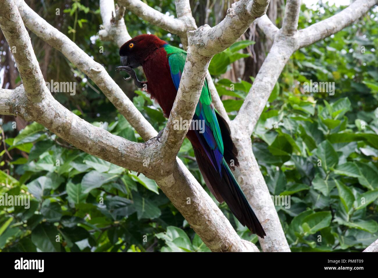 The Maroon shining parrot (Prosopeia tabuensis) or red shining-parrot ...