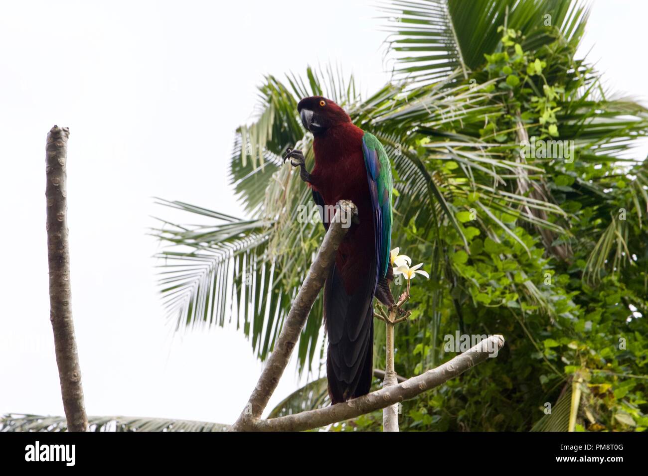 The Maroon shining parrot (Prosopeia tabuensis) or red shining-parrot ...