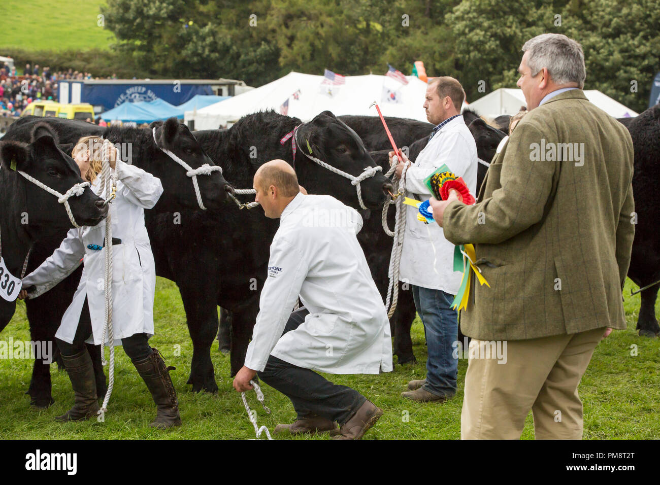 Aberdeen Angus cattle being displayed at the Westmorland County Show ...
