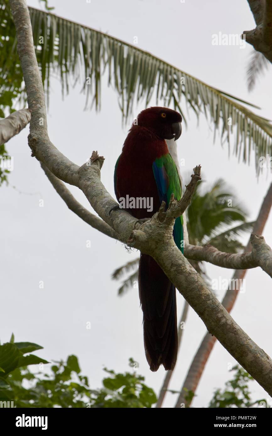 The Maroon shining parrot (Prosopeia tabuensis) or red shining-parrot ...