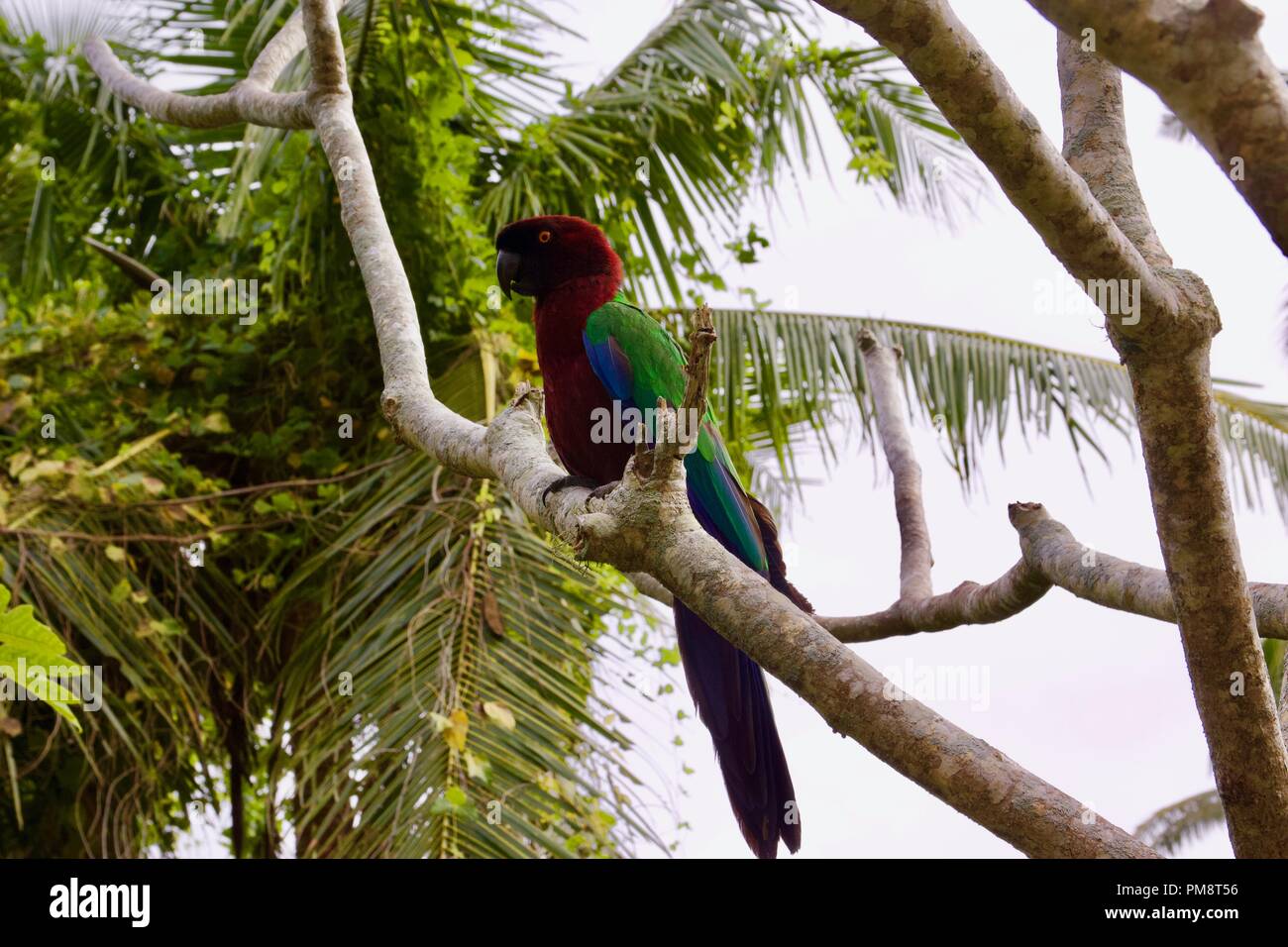 The Maroon shining parrot (Prosopeia tabuensis) or red shining-parrot ...