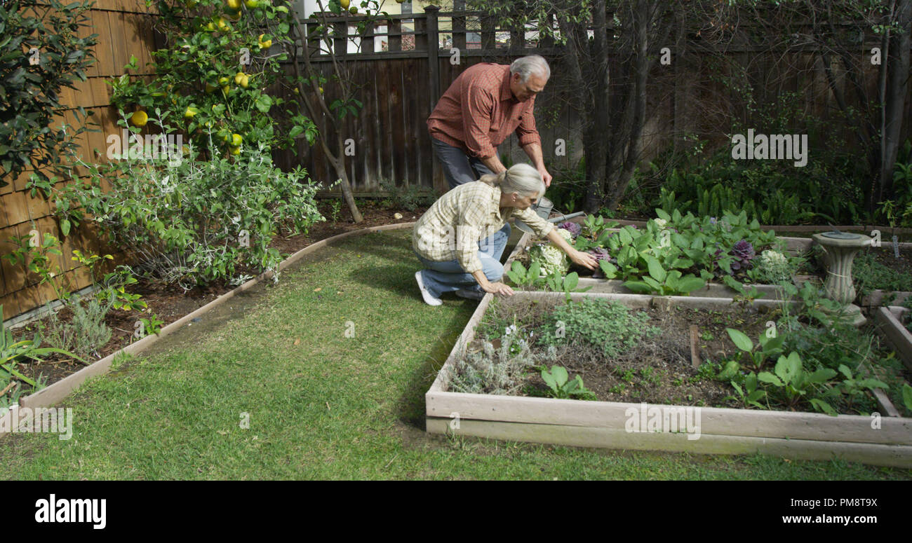Seniors gardening together Stock Photo - Alamy