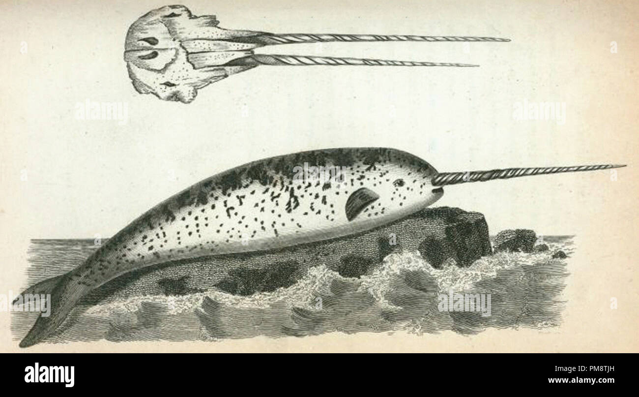 Narwhal Horn High Resolution Stock Photography and Images - Alamy