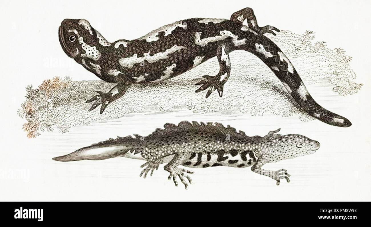 Fire Salamander Poison High Resolution Stock Photography and Images - Alamy