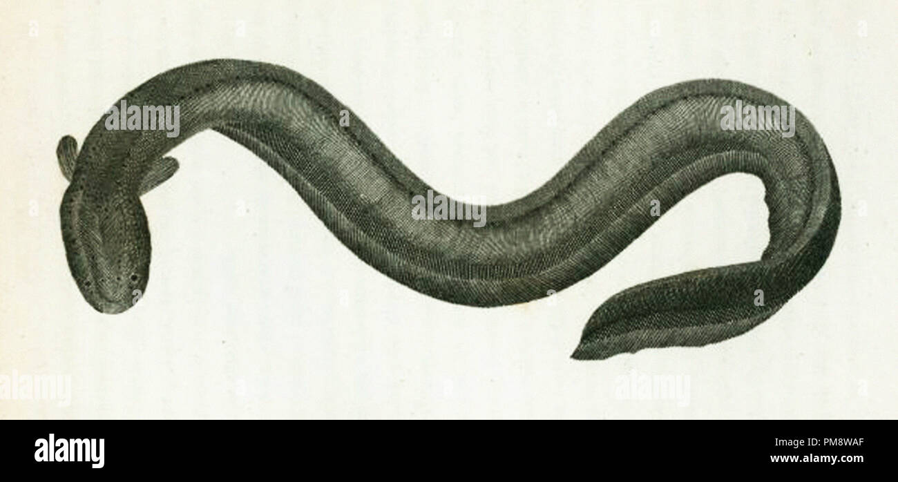 Eel European Eel River Eel High Resolution Stock Photography and Images ...