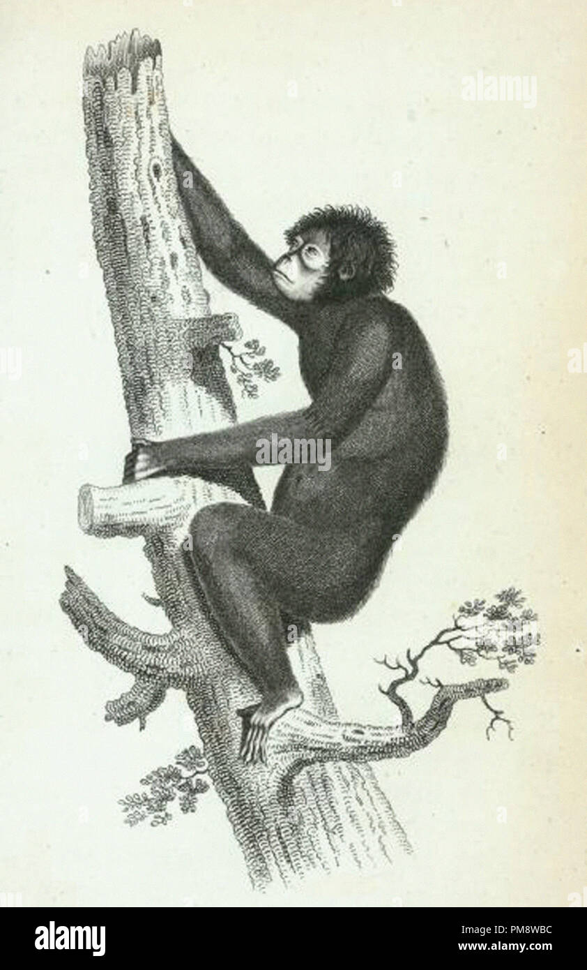 Hand Drawn Ape High Resolution Stock Photography and Images - Alamy