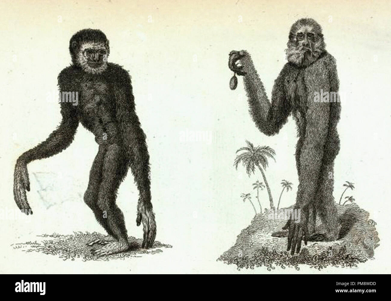 Hand Drawn Ape High Resolution Stock Photography and Images - Alamy