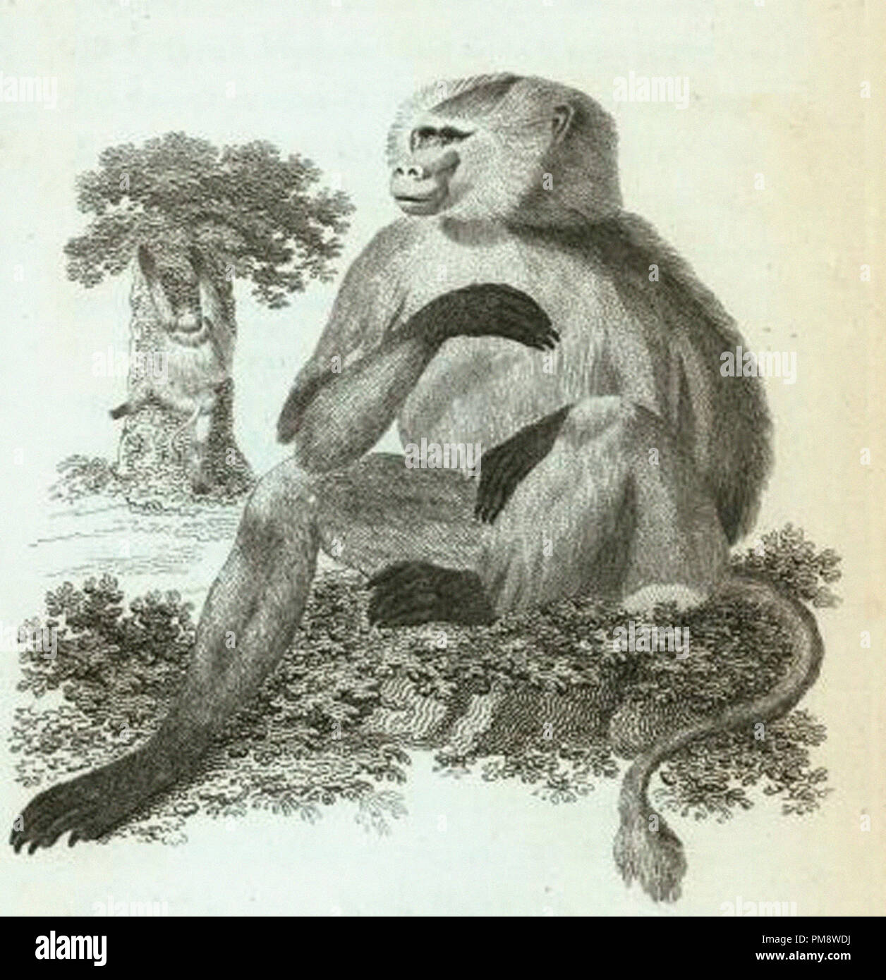 Hand Drawn Ape High Resolution Stock Photography and Images - Alamy