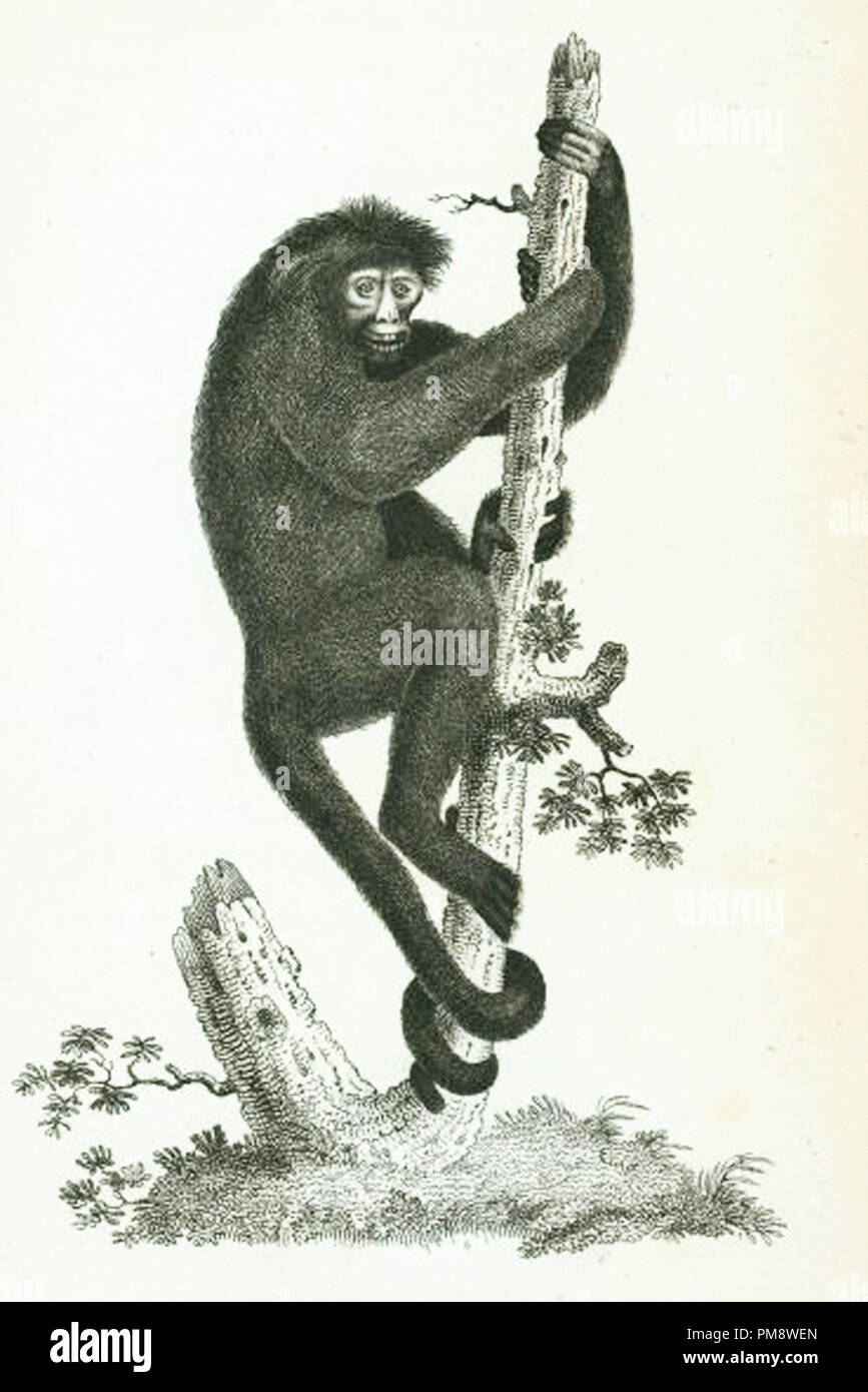 Hand Drawn Ape High Resolution Stock Photography and Images - Alamy