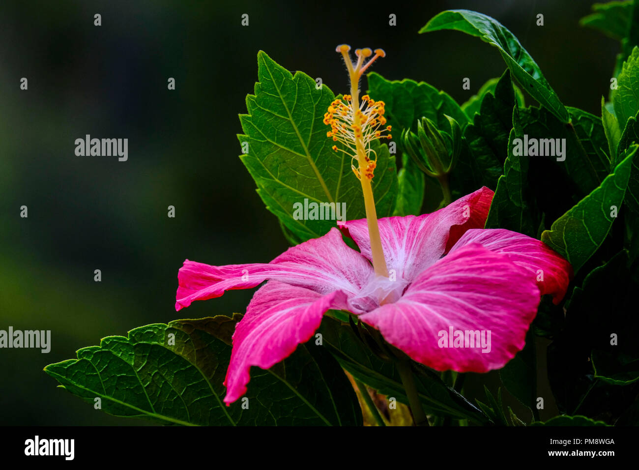 The international flower of Malaysia, hibiscus seen at Cameron ...