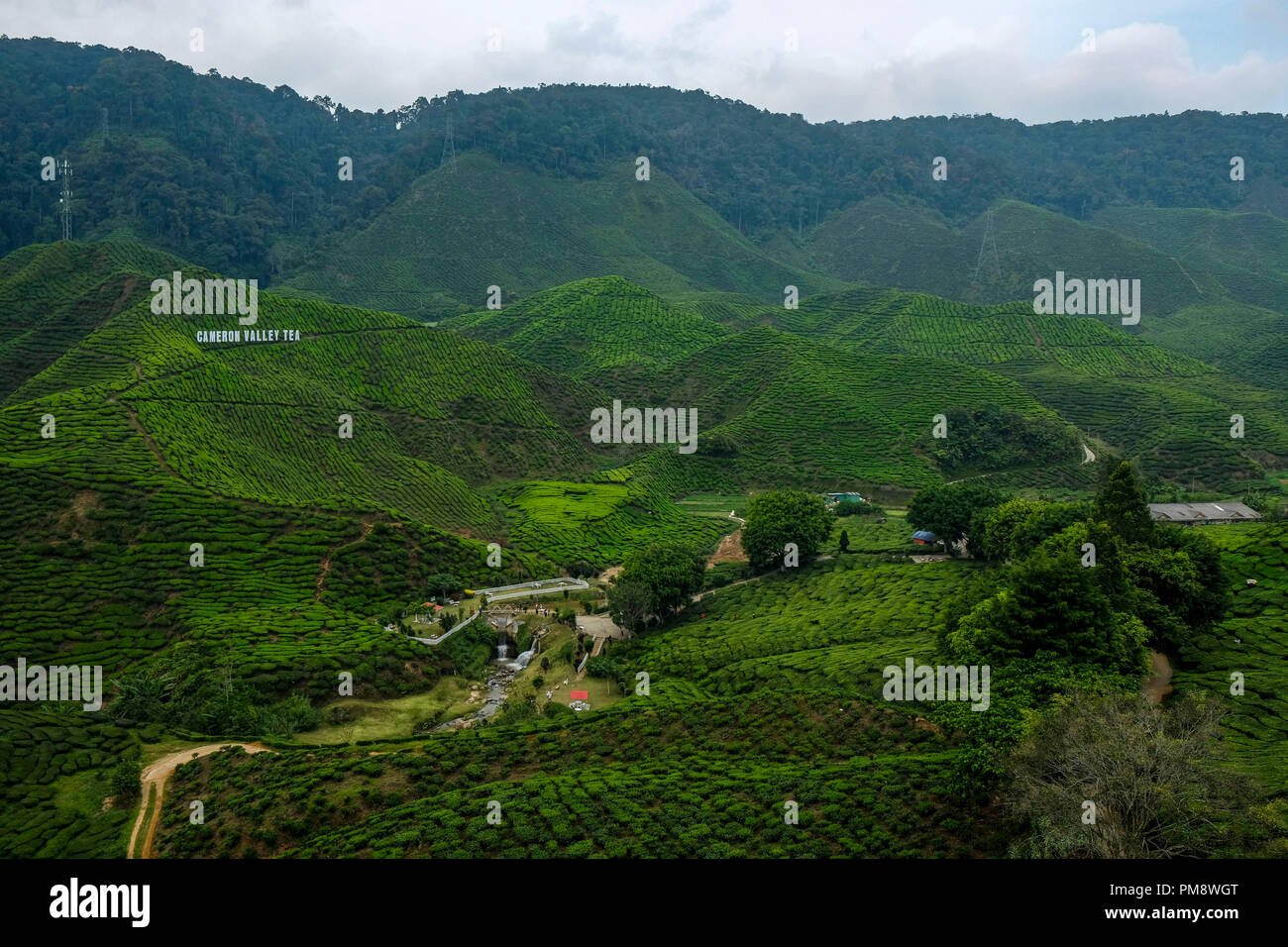 Tea plantation is the major plantation of the Cameron highland since ...