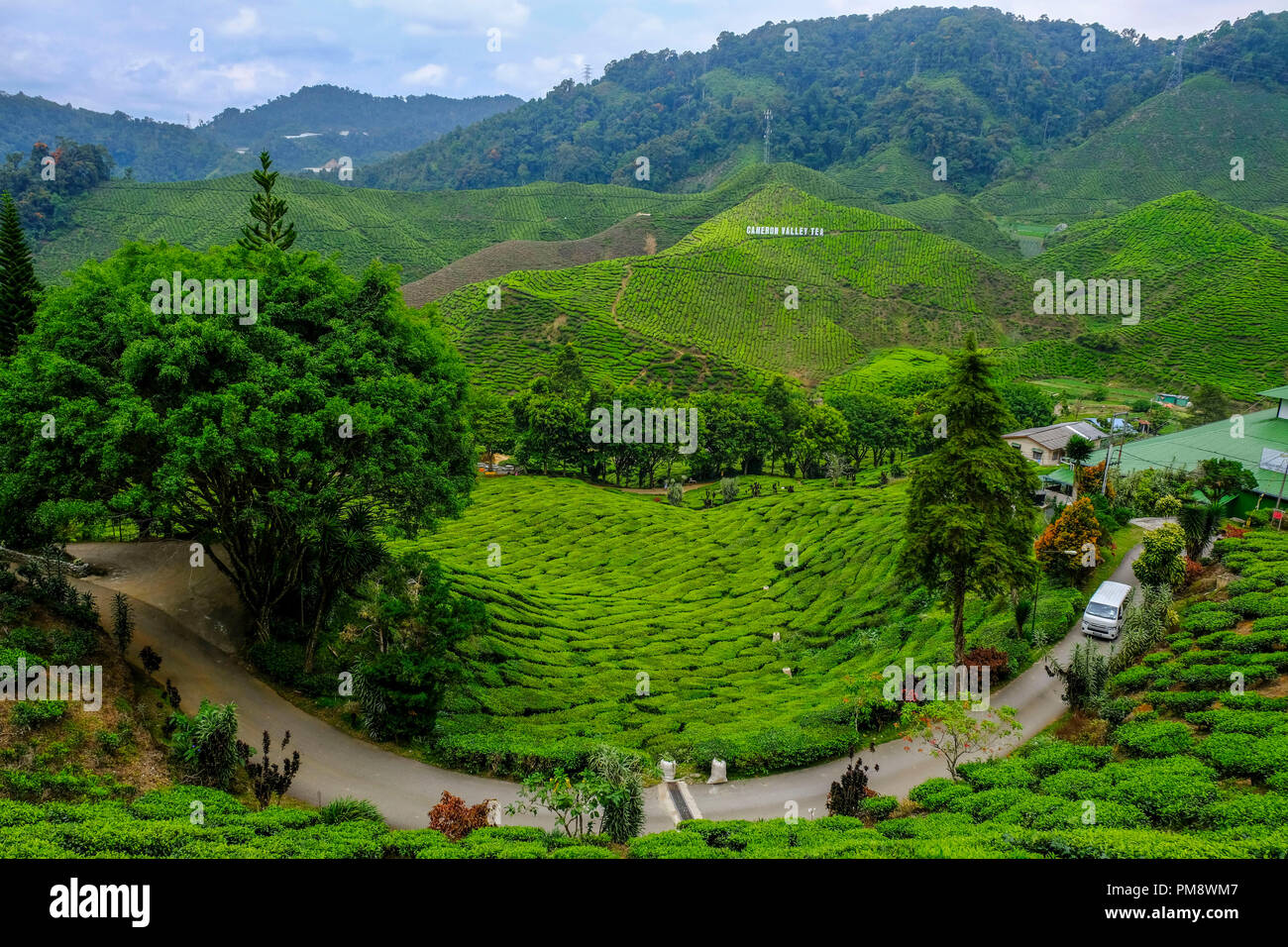Tea plantation is the major plantation of the Cameron highland since ...