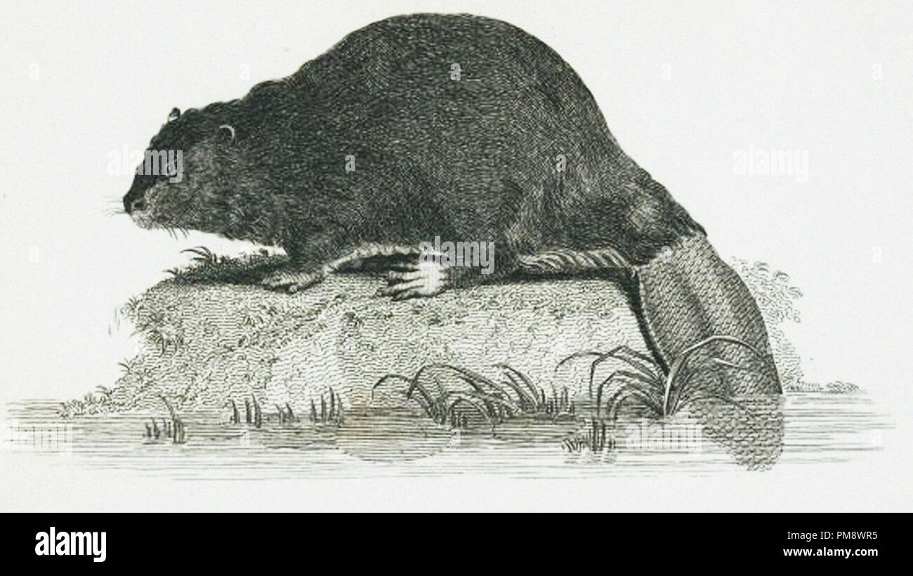 Beavers Tail High Resolution Stock Photography and Images - Alamy