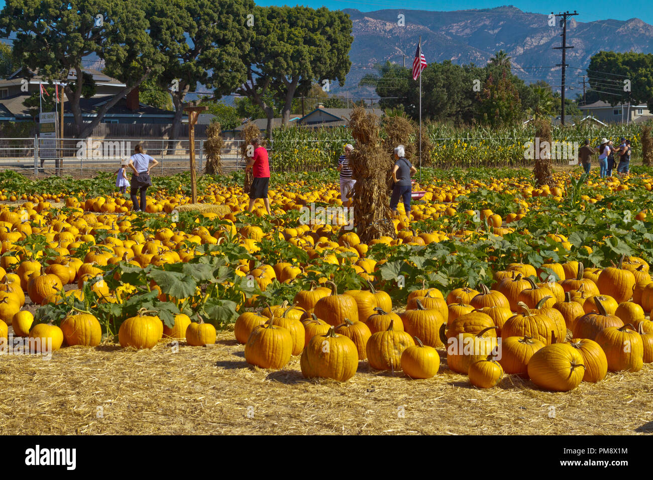 Traditional pumpkins hi-res stock photography and images - Alamy