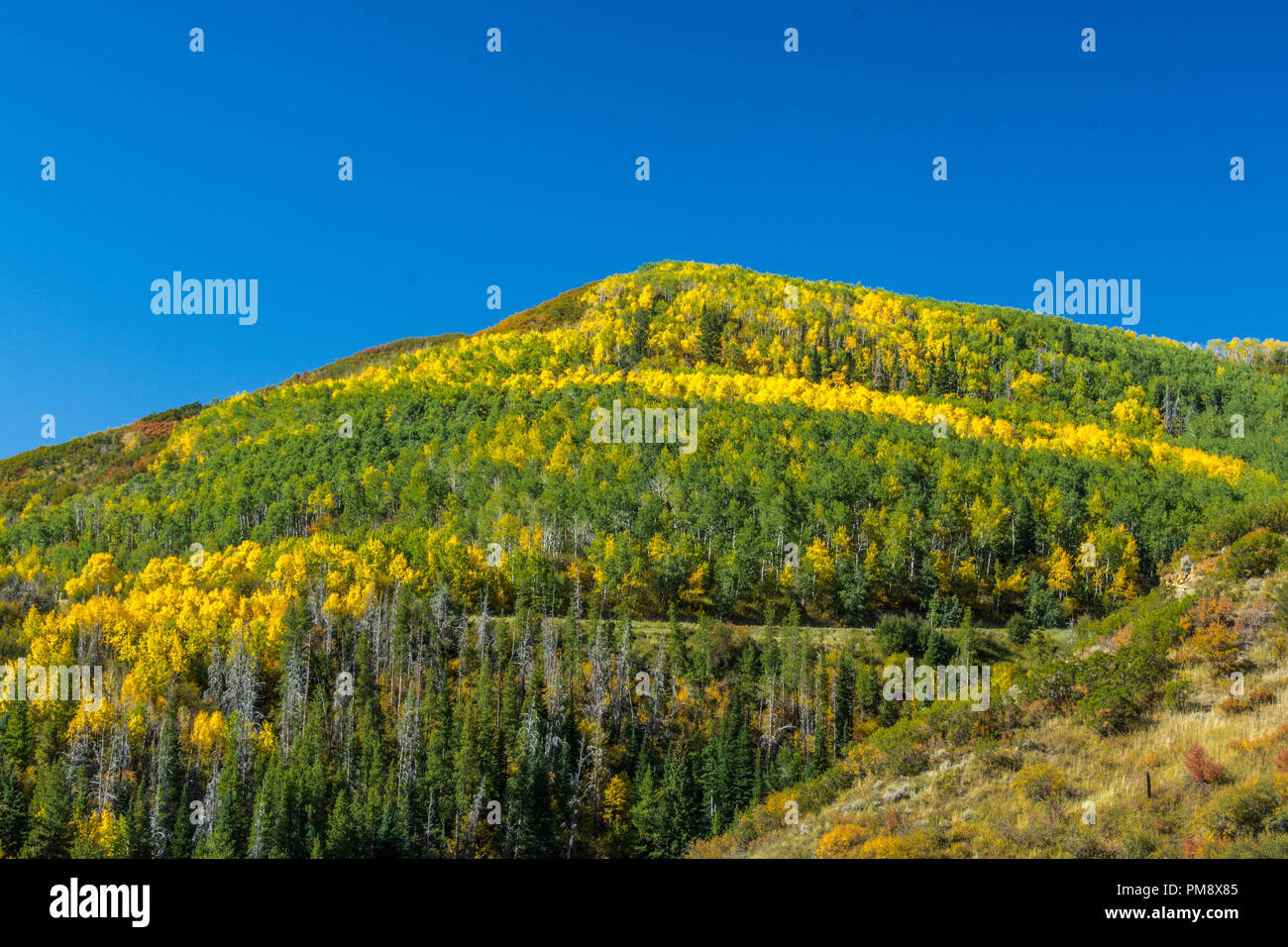 Aspen leaves turning yellow hi-res stock photography and images - Alamy