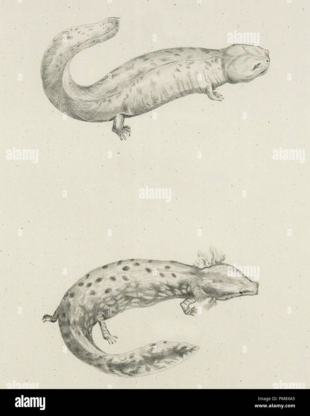 Axolotl Mexican Salamander Ambystoma Mexicanum High Resolution Stock ...