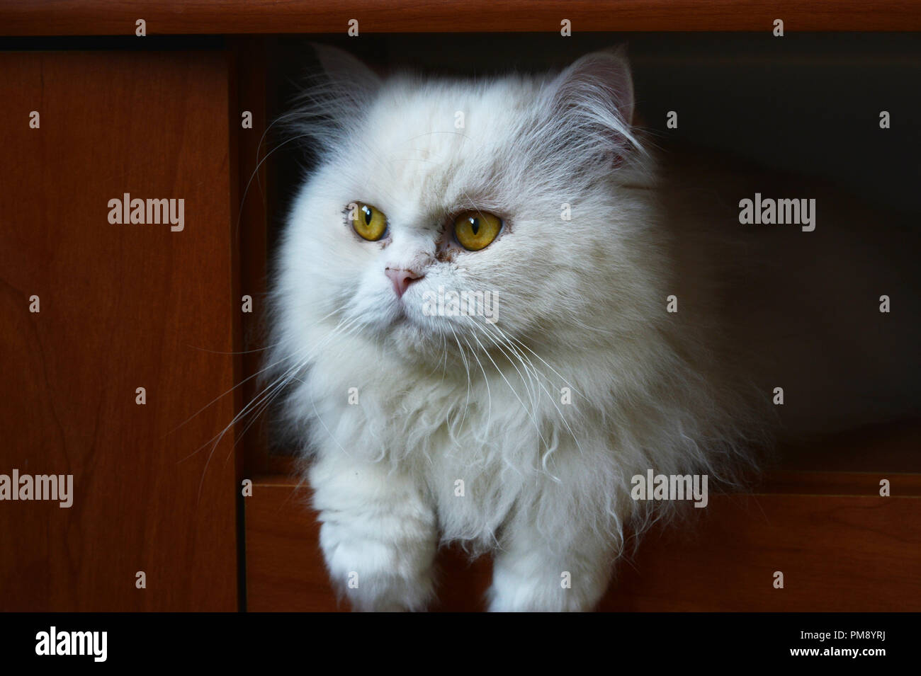 Beautiful angora hi-res stock photography and images - Alamy