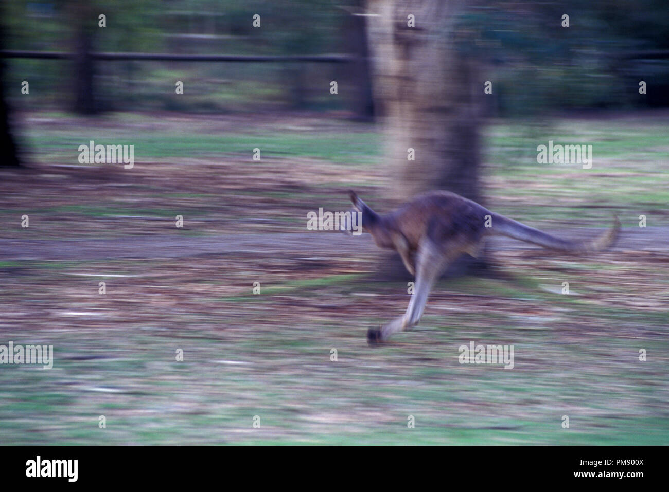 NOT 1048942 RED KANGAROO HOPPING Macropus rufus Australia largest of ...