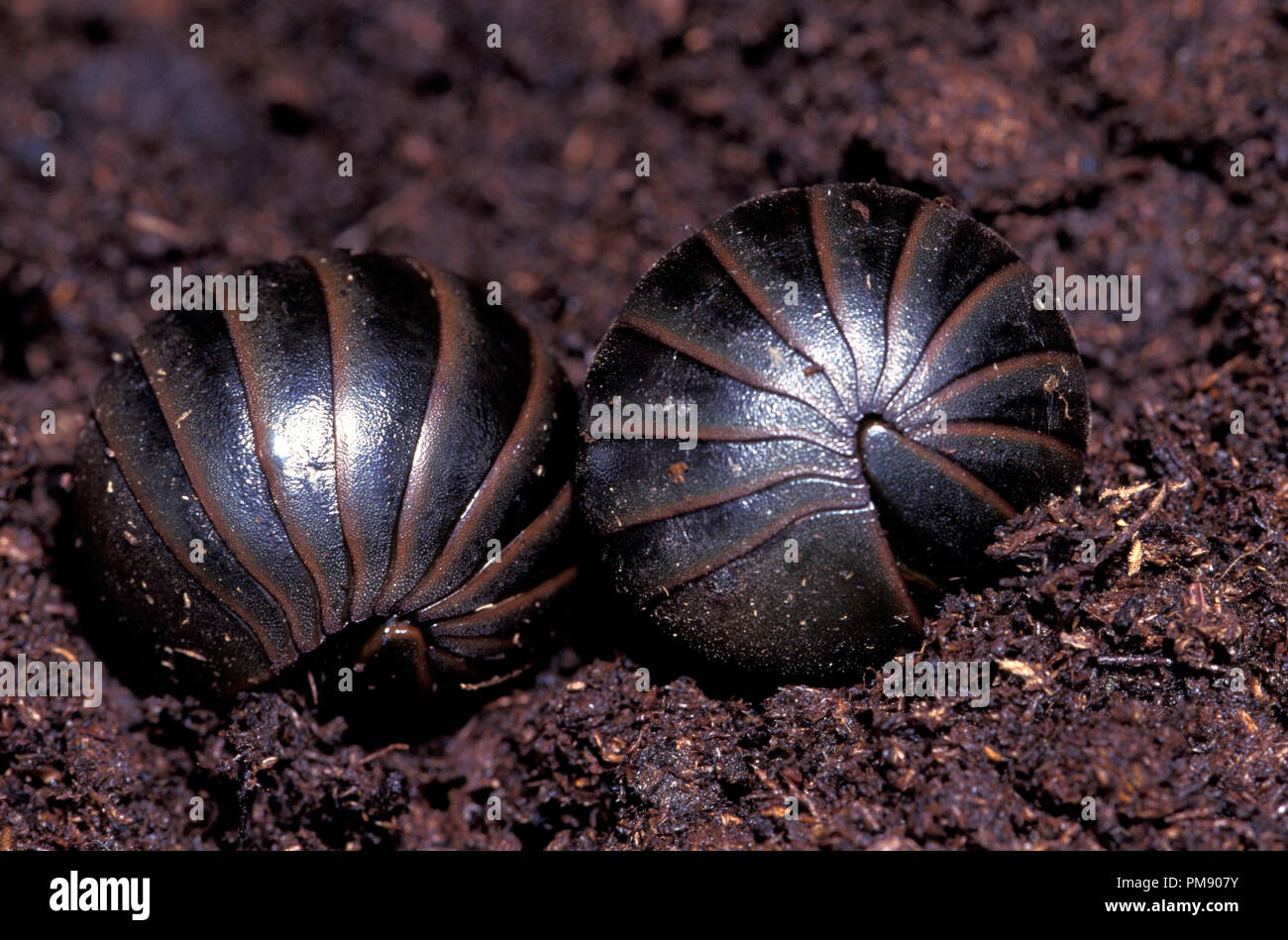 Sow bug hi-res stock photography and images - Alamy