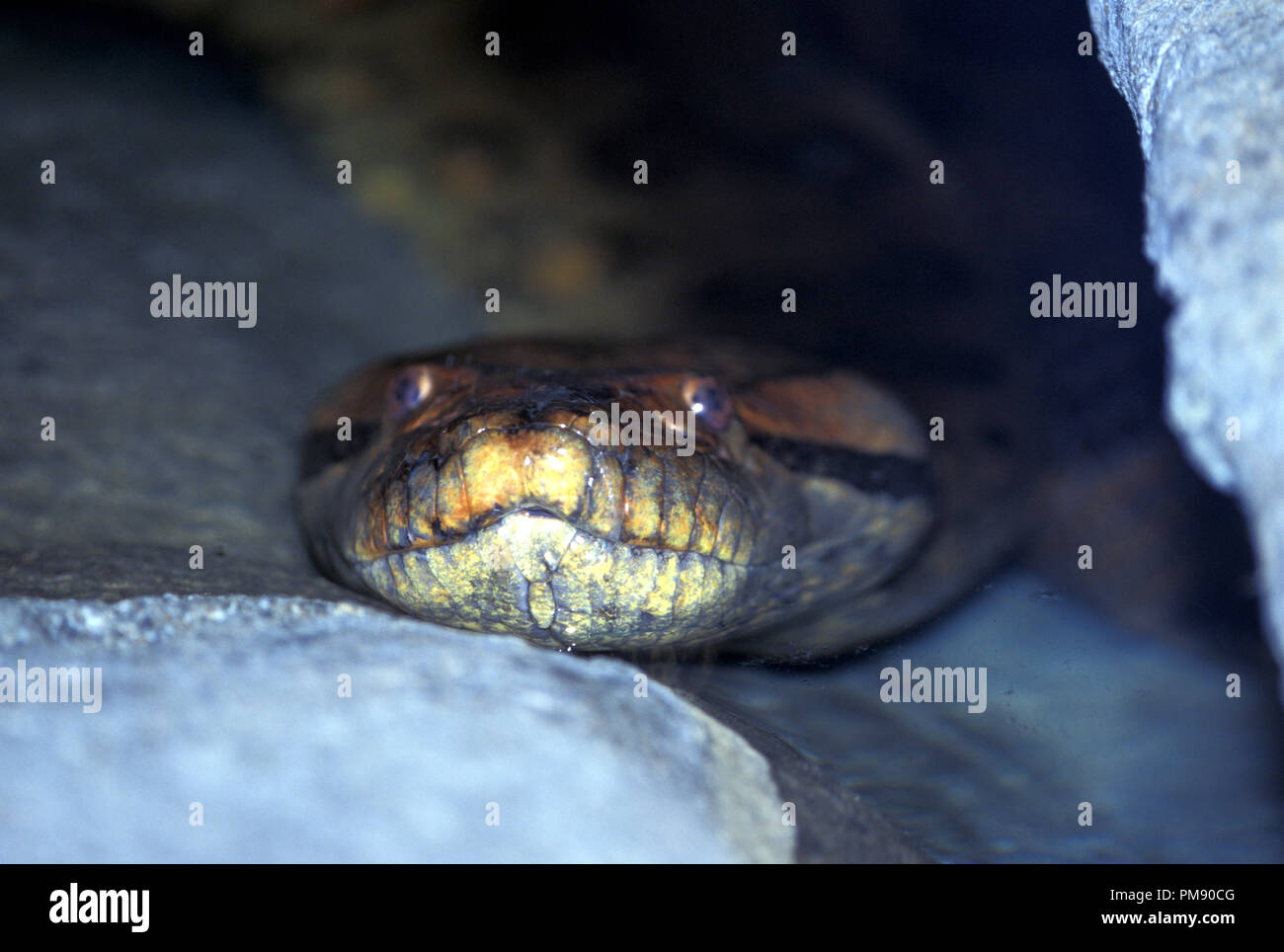 NOT 1085100 ANACONDA SNAKE Eunectes murinus South America Stock Photo ...