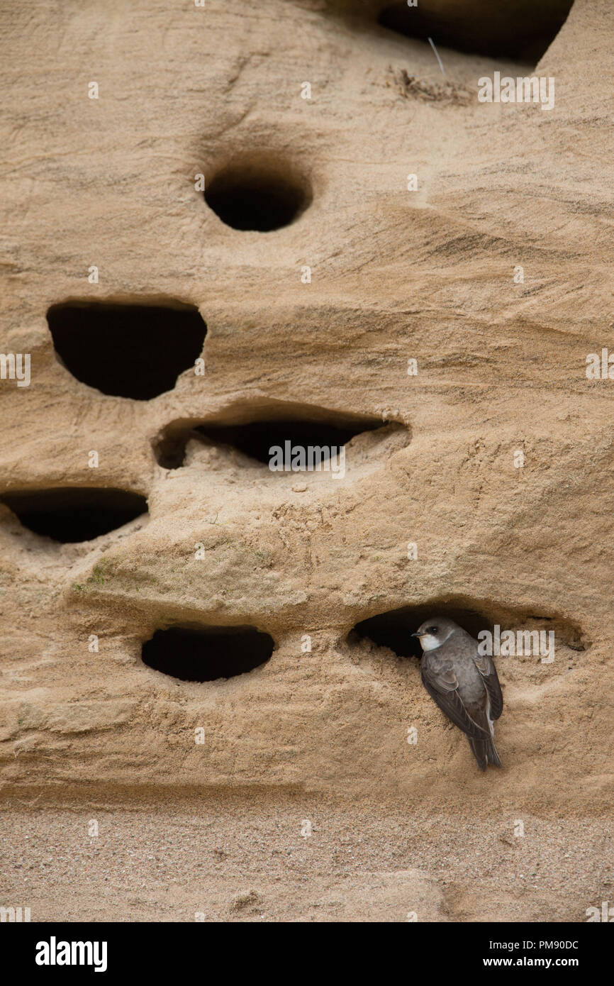 Sand martins (Riparia riparia) at a natural nesting colony in crumbling ...
